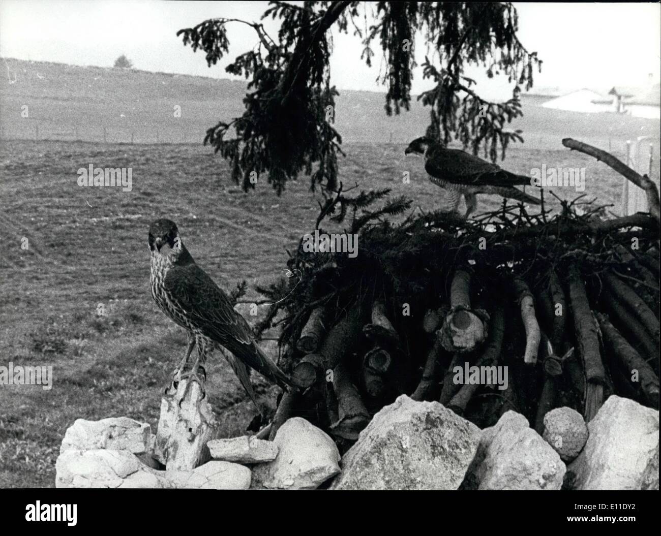 May 05, 1977 - Falcons must be protected. Falcons and her eggs are ...