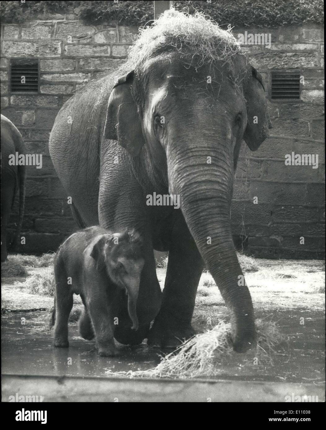 May 16, 1977 - 18 Stone Baby Elephant Born at The Chester Zoo: An 18 ...