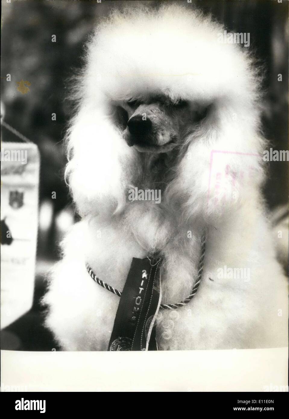May 18, 1977 - First Prize Winning Toy Poodle at Budapest Dog Show ...