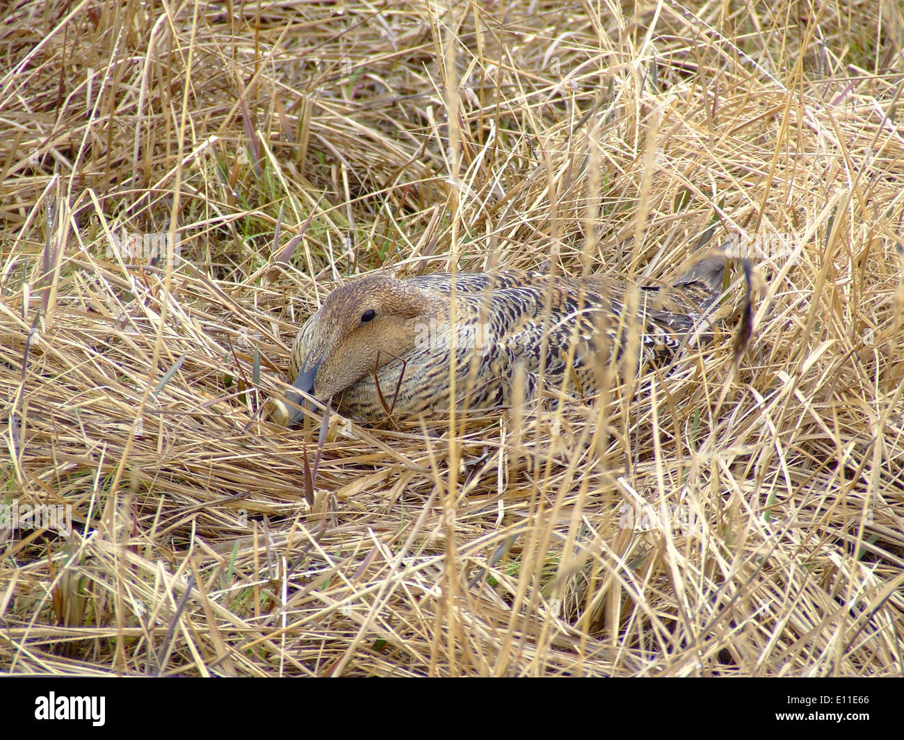 A common eider, a species of sea duck, sits on its nest in Alaska ...