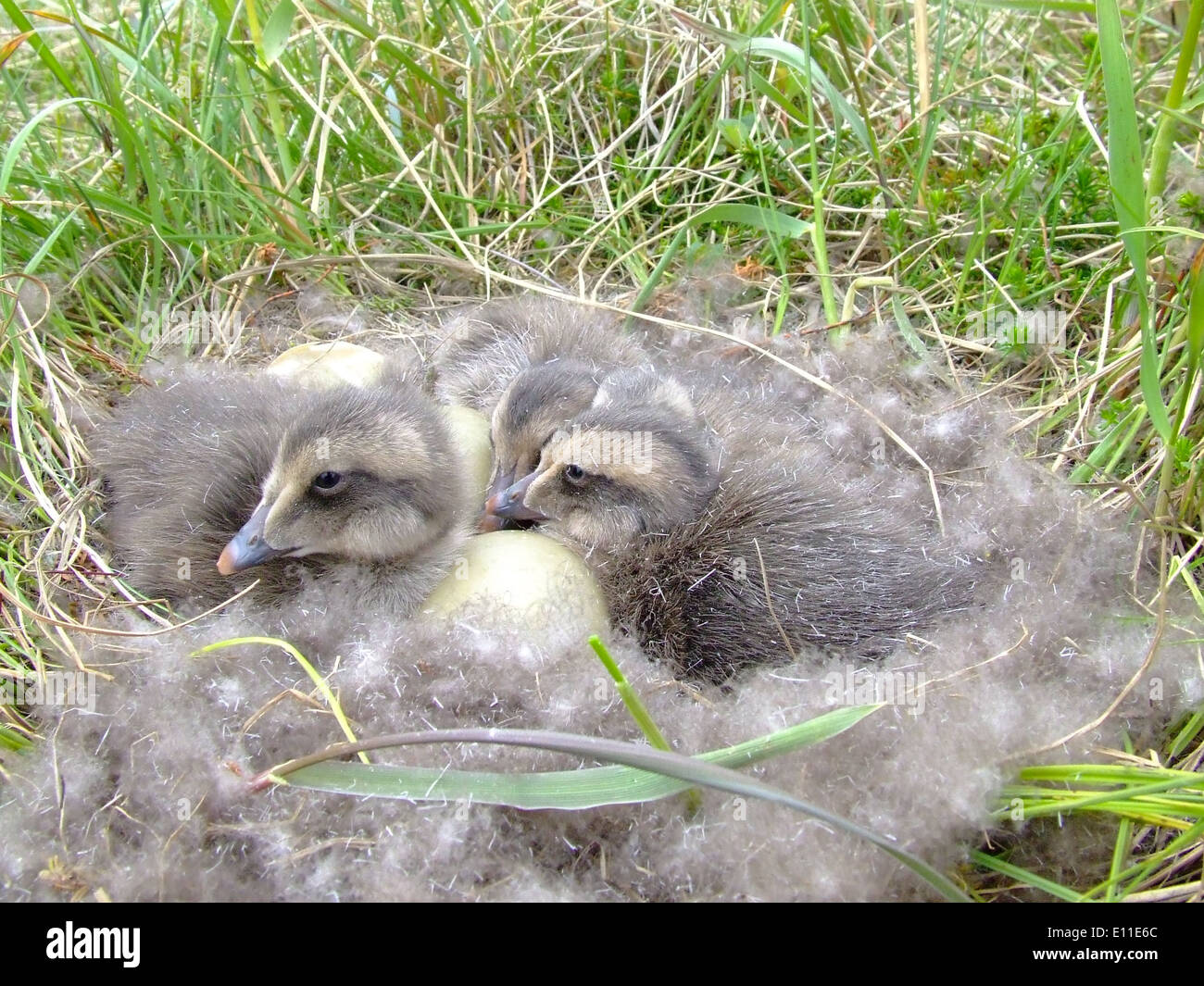 Alaska ducklings hi-res stock photography and images - Alamy