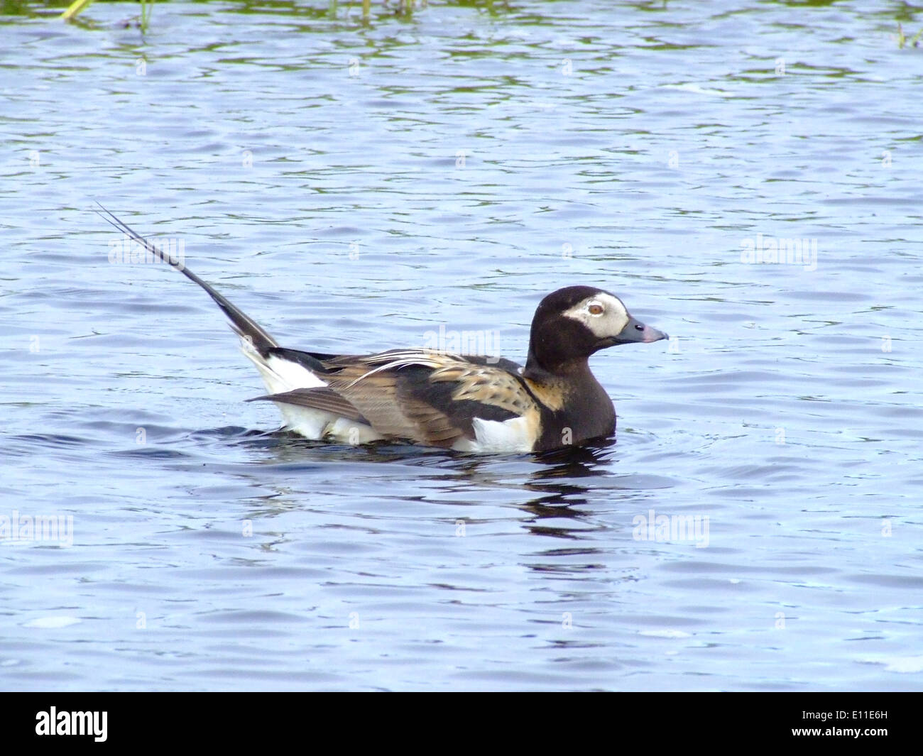 Close up of long-tailed drake Stock Photo - Alamy