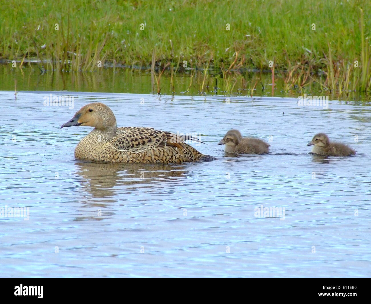 Eider hen hi-res stock photography and images - Alamy