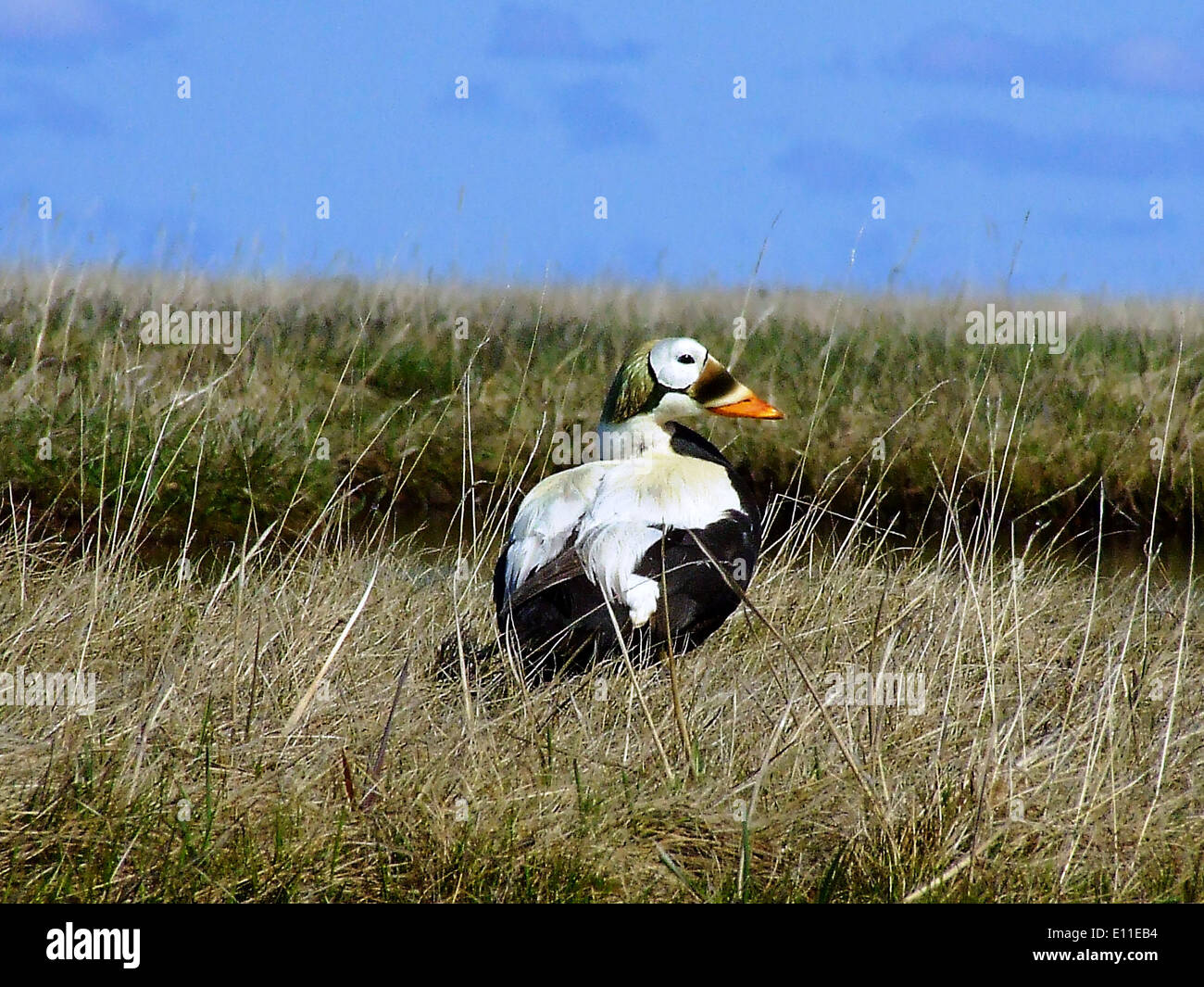 Spectacled eider arctic sea hi-res stock photography and images - Alamy