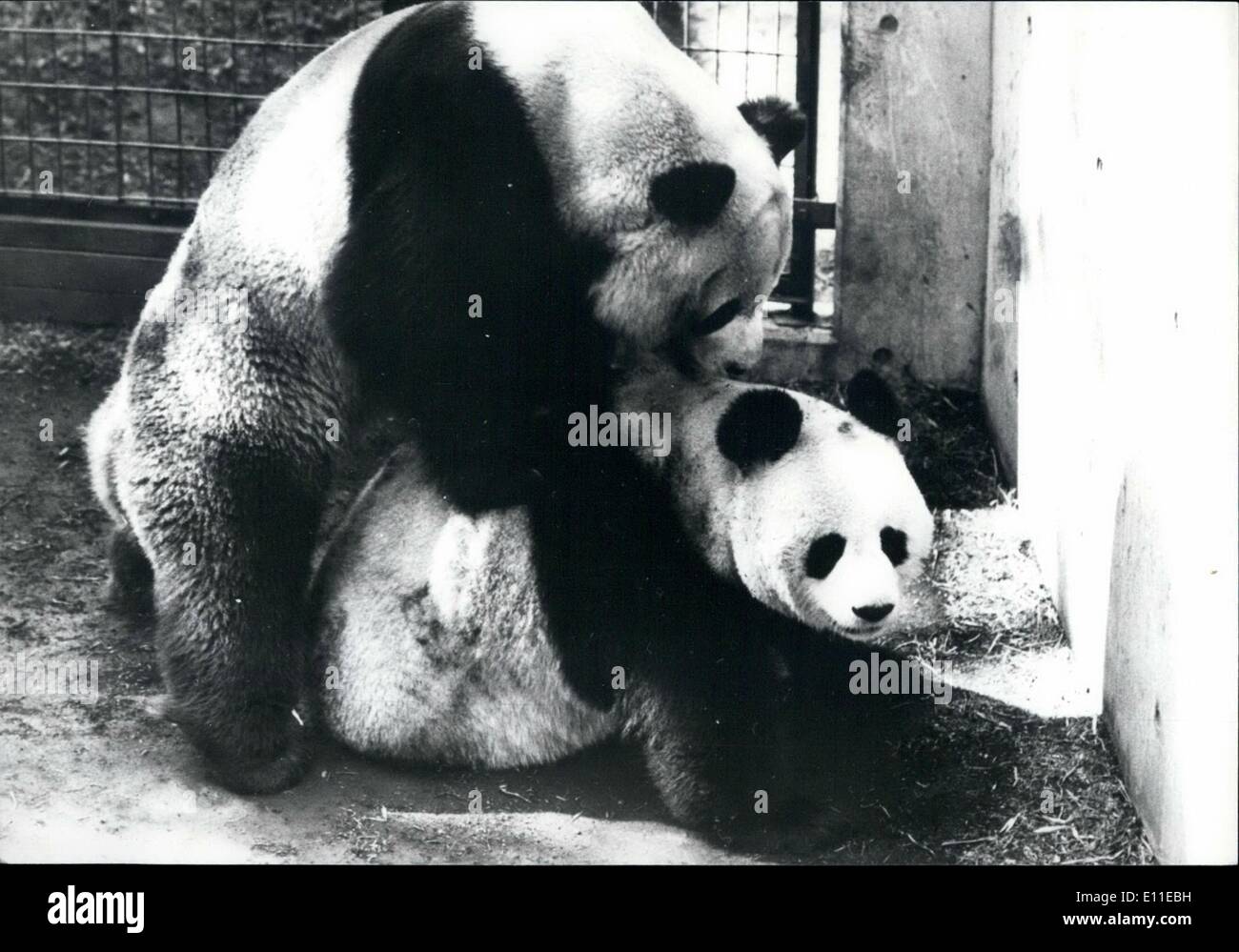 Pandas mating hi-res stock photography and images - Alamy