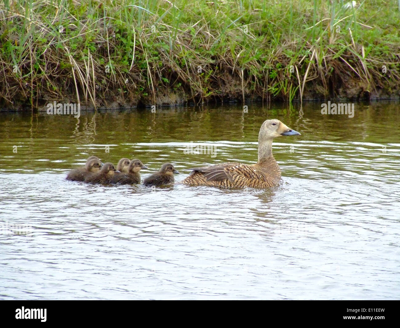 Spectacled eider ducks hi-res stock photography and images - Alamy