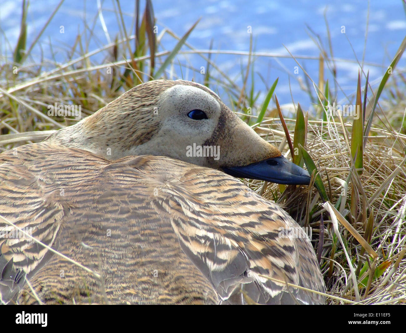 King Eider Hen