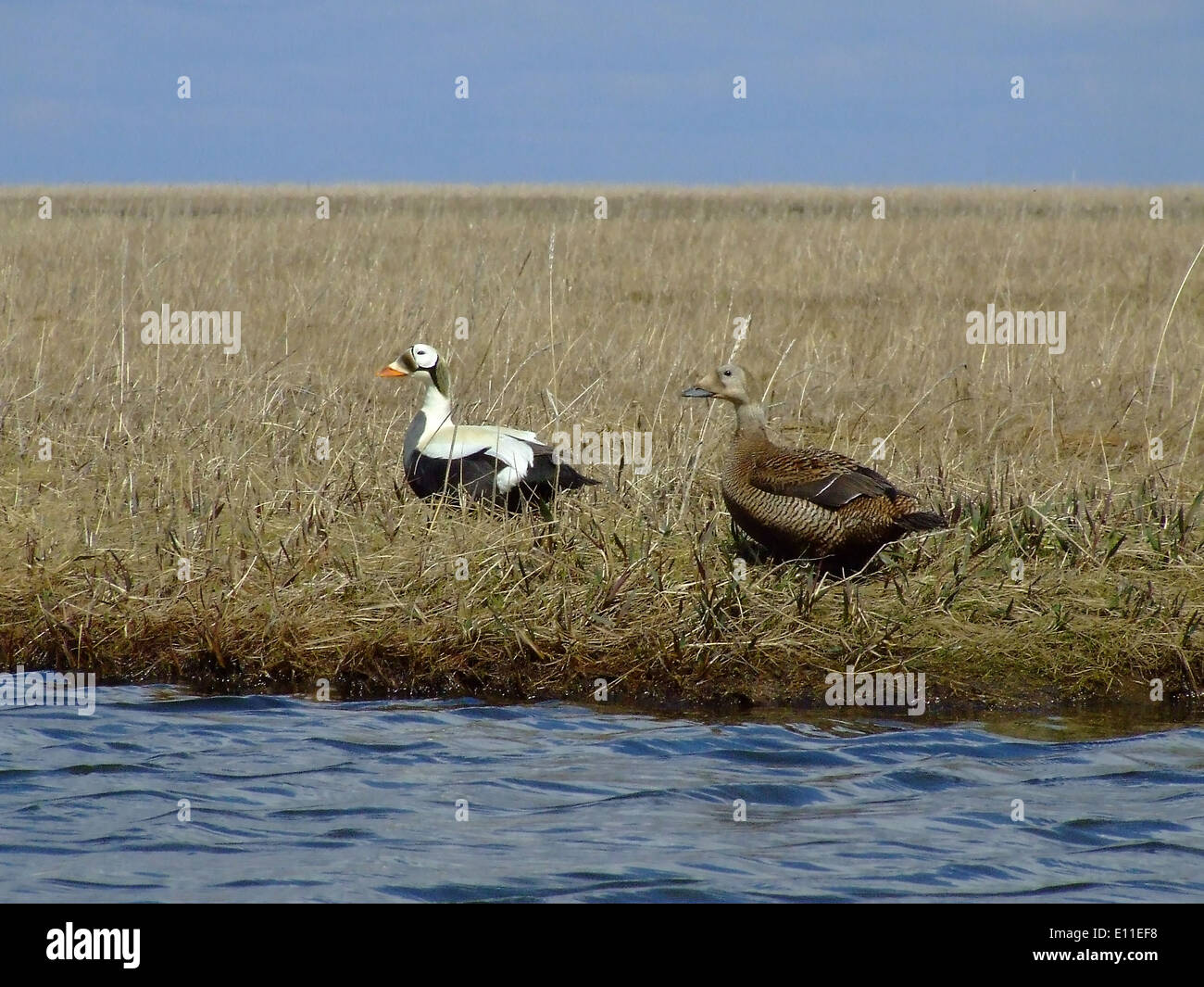 Eider ducks spectacled hi-res stock photography and images - Alamy