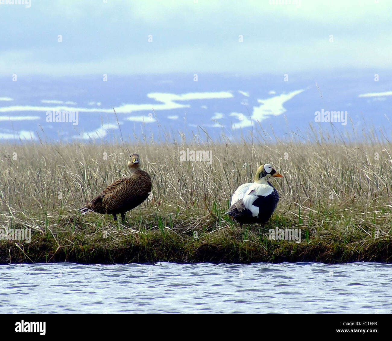 A pair of spectacled eiders, a species of sea duck, are observed in ...