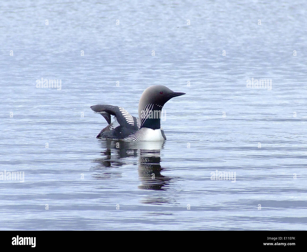Distinctive black white waterbird hi-res stock photography and images ...