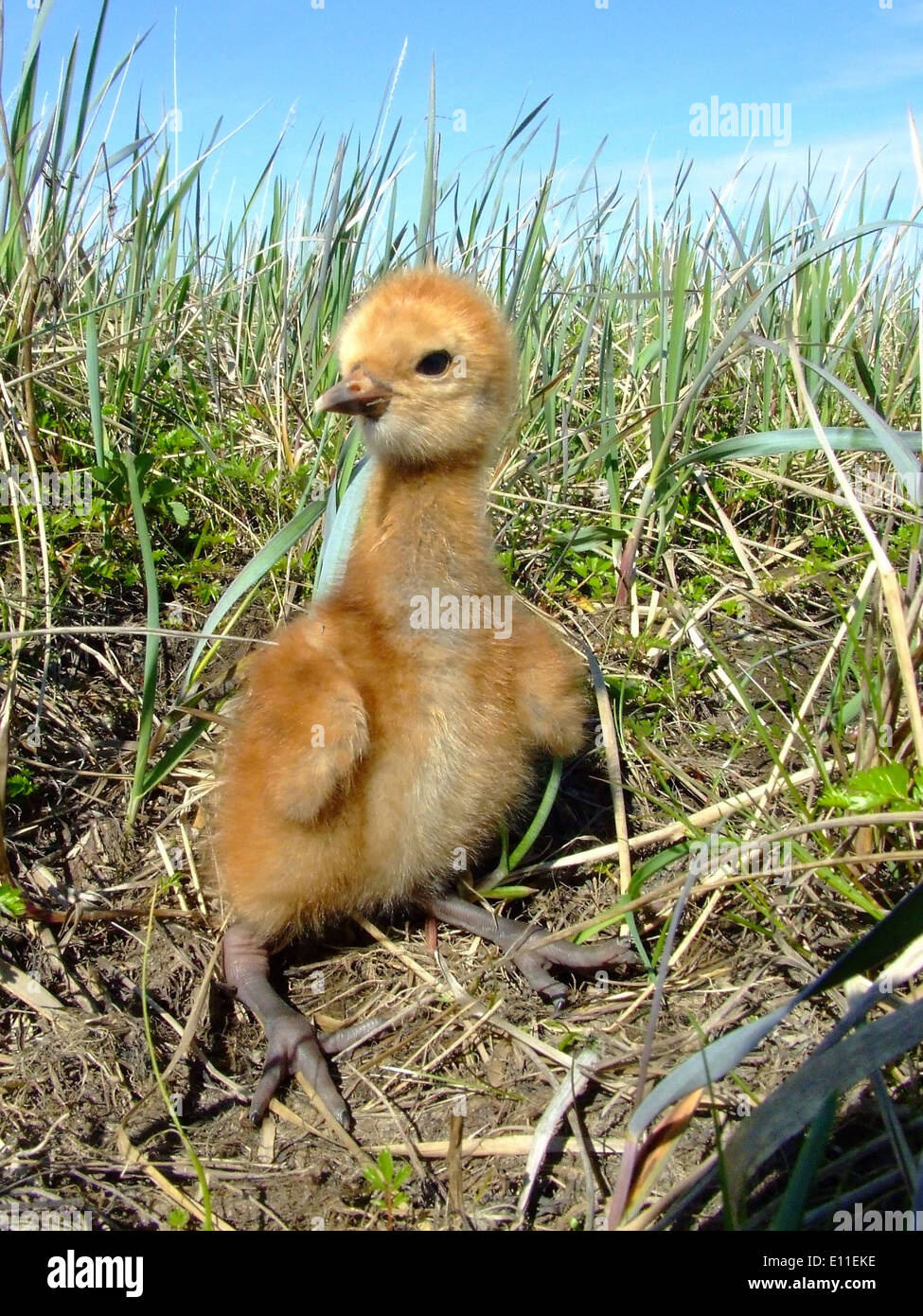 A Sandhill Crane colt, a young bird, is observed in its natural habitat ...