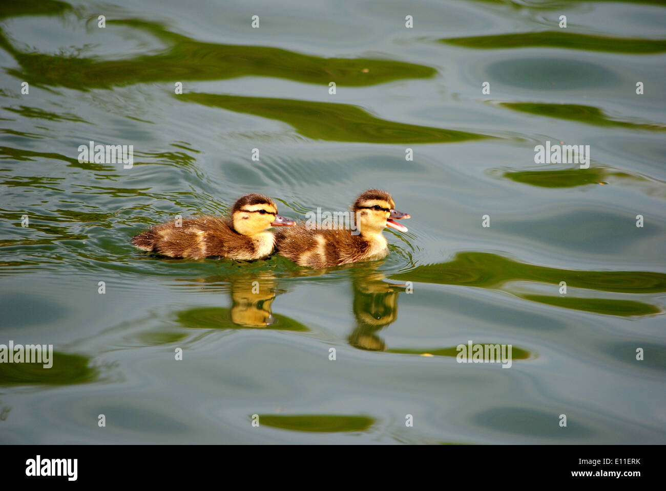Baby ducklings,on the pond Stock Photo - Alamy