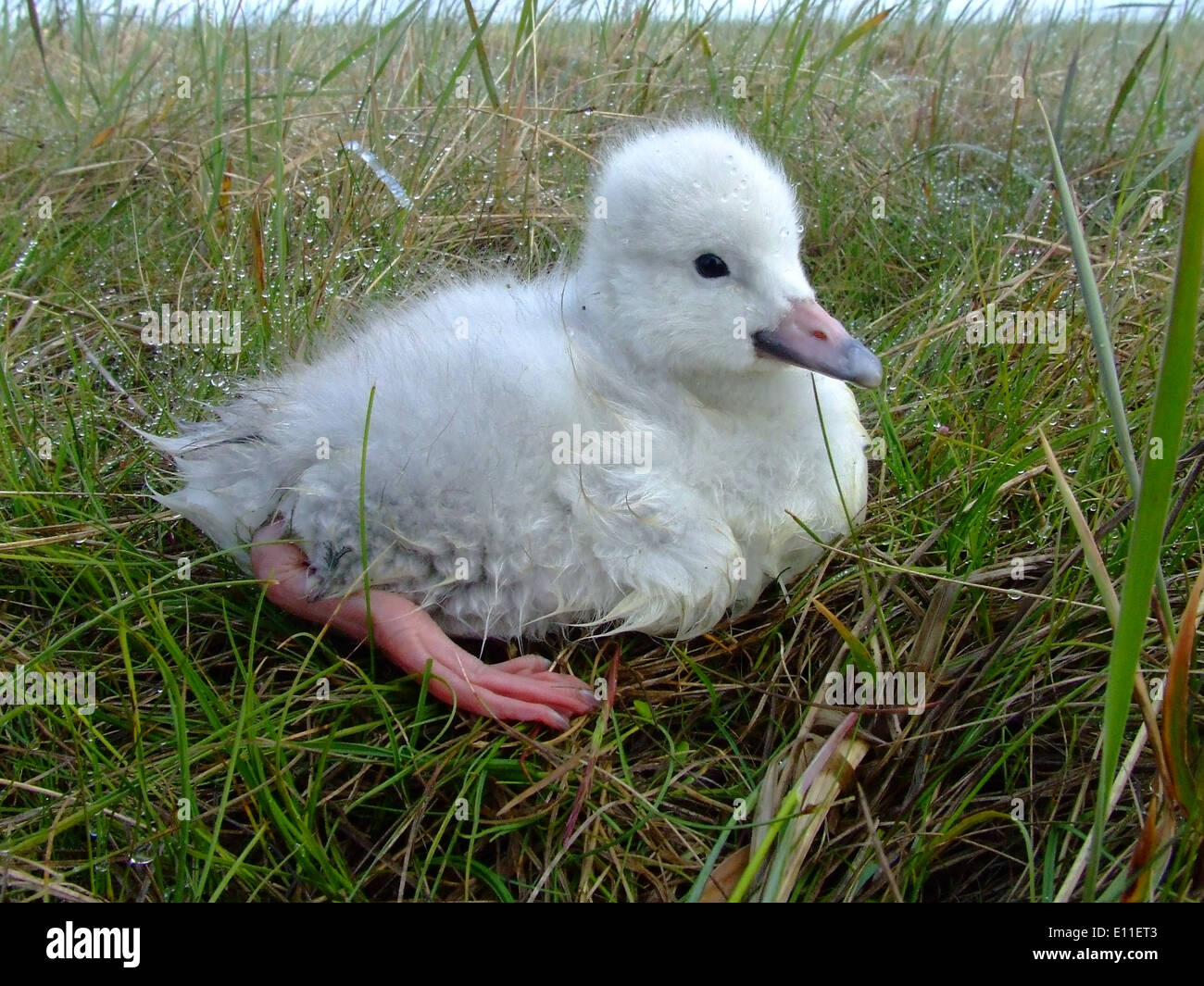 Cygnet development hi-res stock photography and images - Alamy