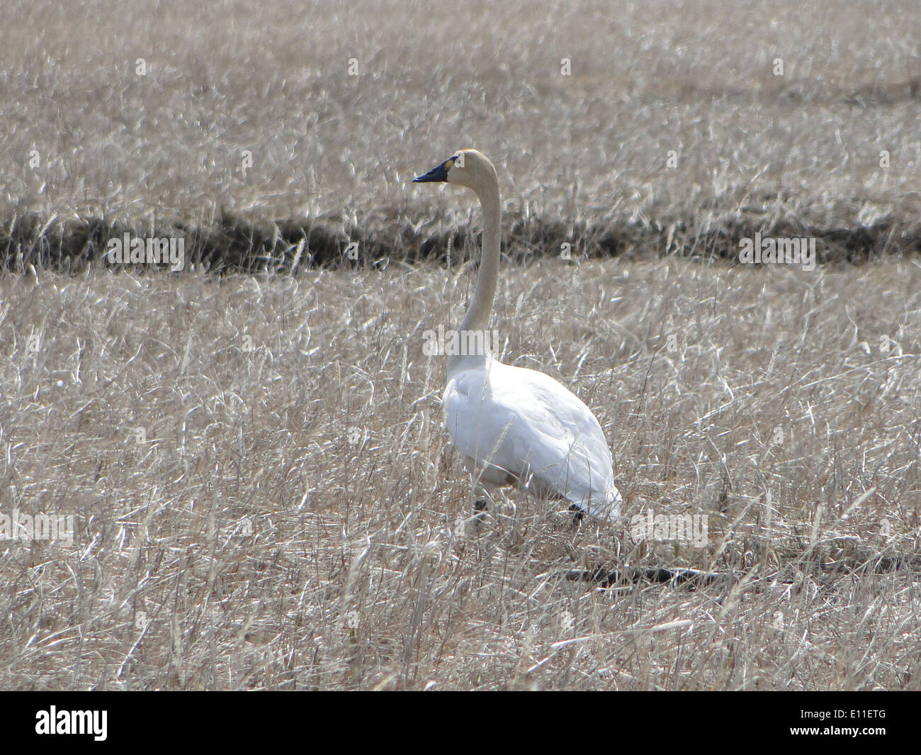 Tundra Swans migrate through Alaska during the summer months, residing ...