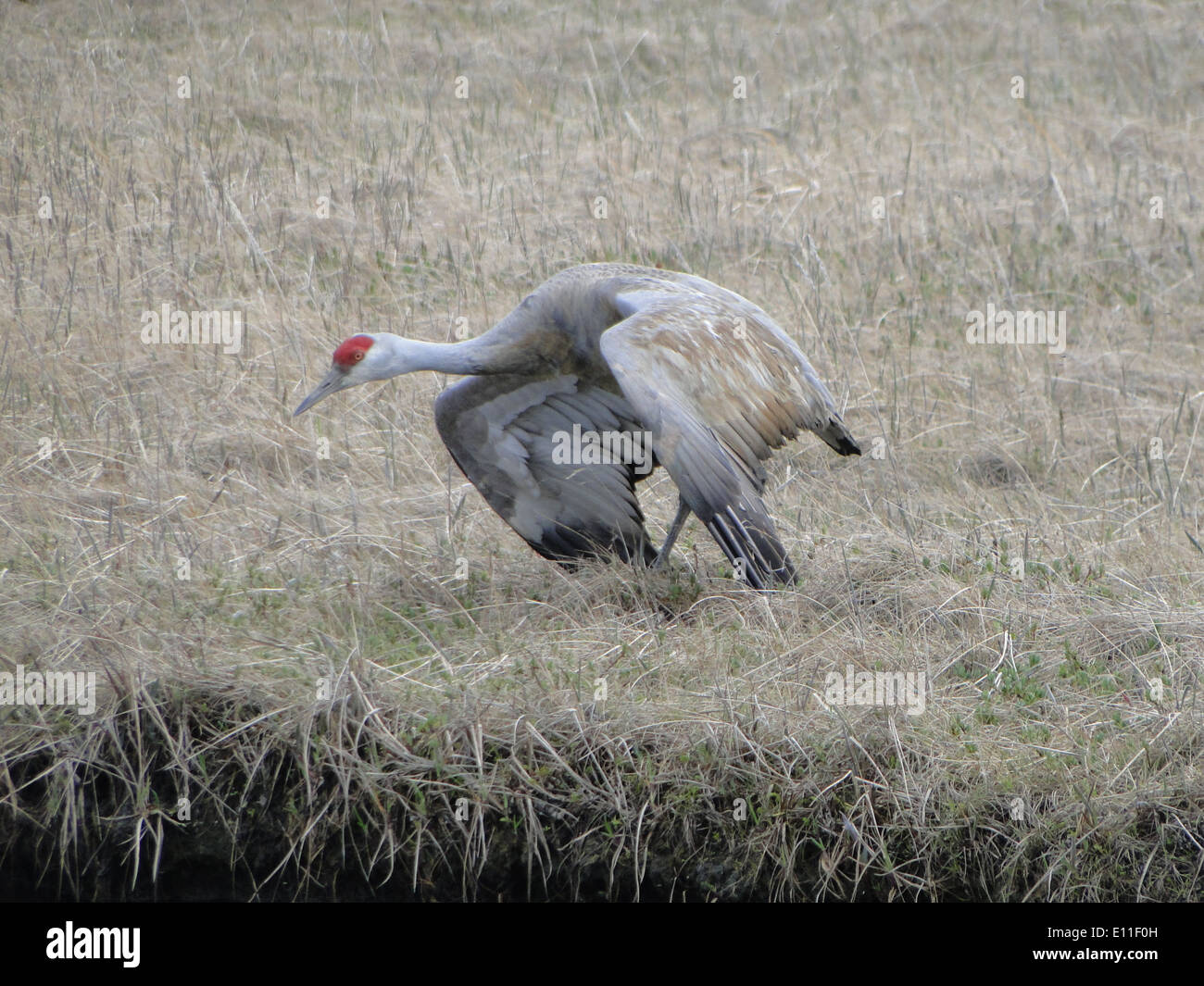 During the summer in Alaska, Sandhill Cranes can be seen in wetlands ...