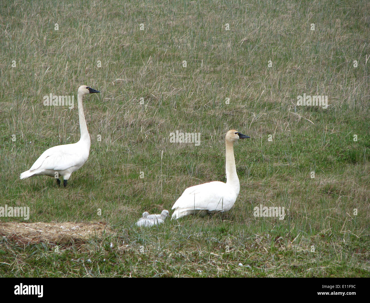 Swan pair with young Stock Photo - Alamy
