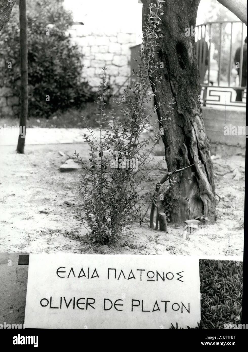 Oct. 10, 1977 - Plato's tree Athens, Greece - Plato's tree , the 3,000 ...