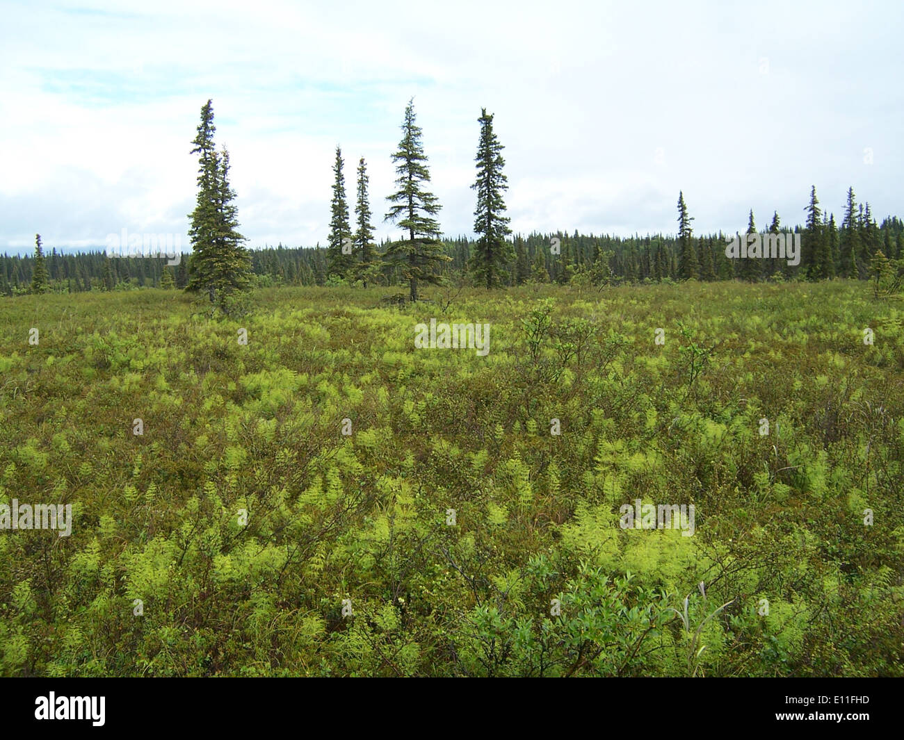 Black spruce trees on the forest edge in Alaska's tundra regions play a ...