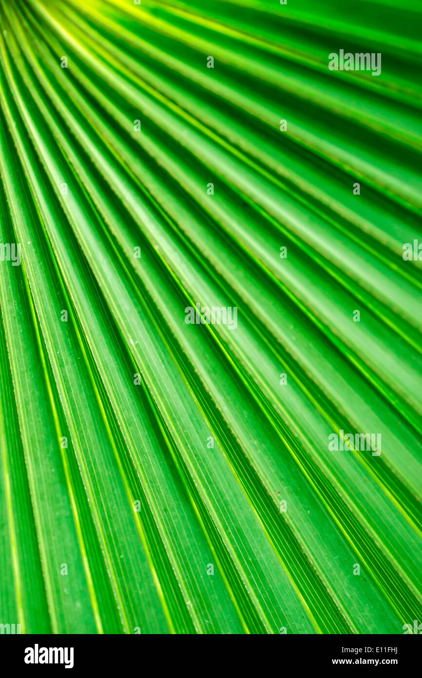 Fan leaf tree hi-res stock photography and images - Alamy