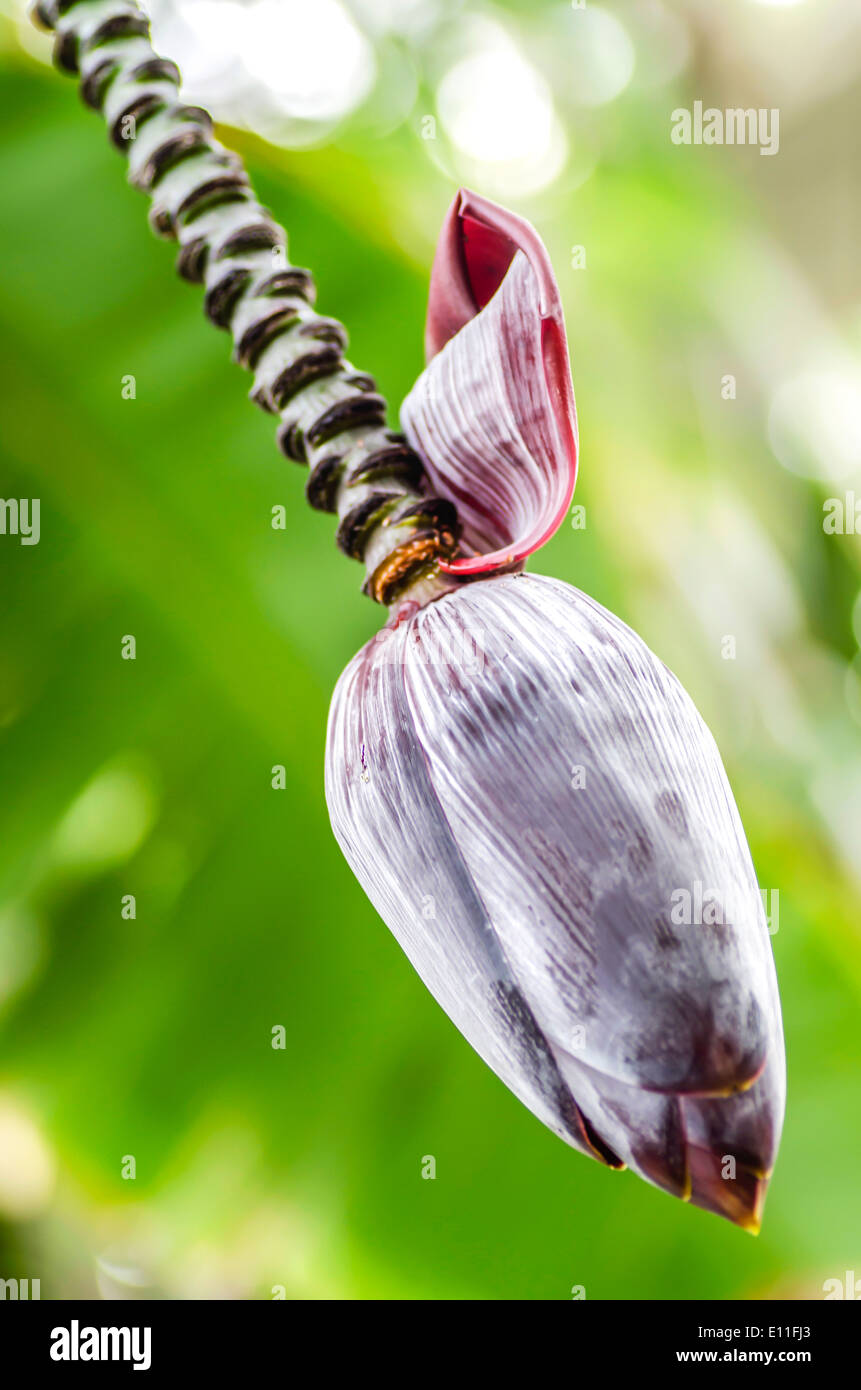 Banana corm hi-res stock photography and images - Alamy