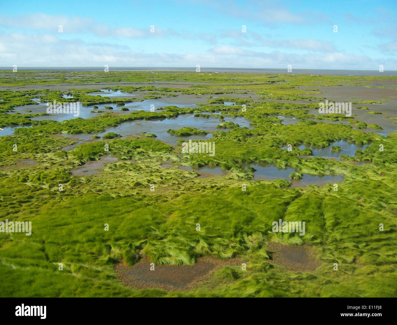 The dynamic coastal zone of Alaska, featuring ponds, wetlands, and ...