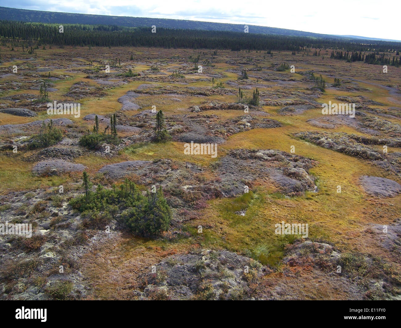Permafrost trees hi-res stock photography and images - Alamy