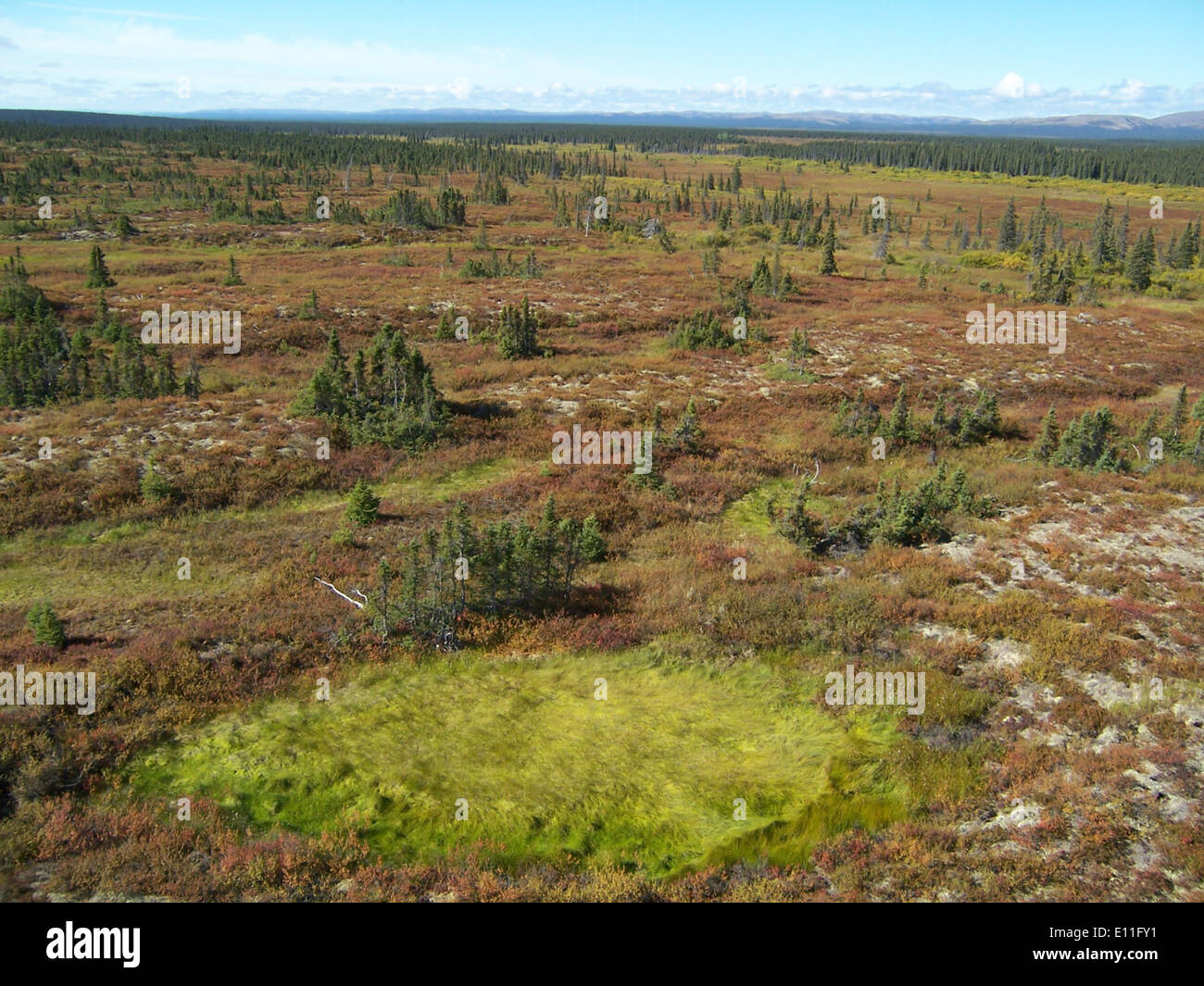 Moving tree line Stock Photo - Alamy