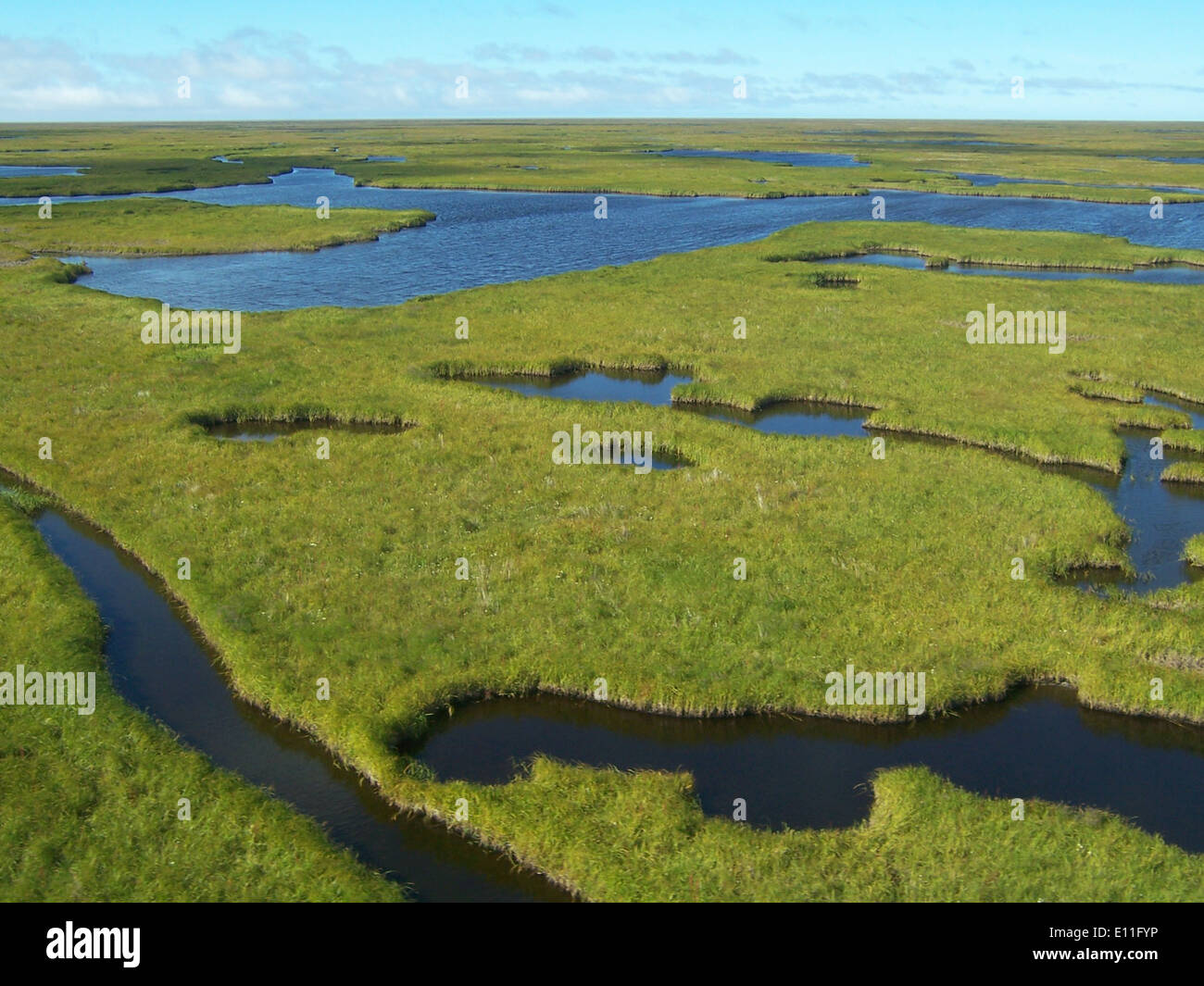 Coastal sedge meadows in Alaska are vital wetland ecosystems ...