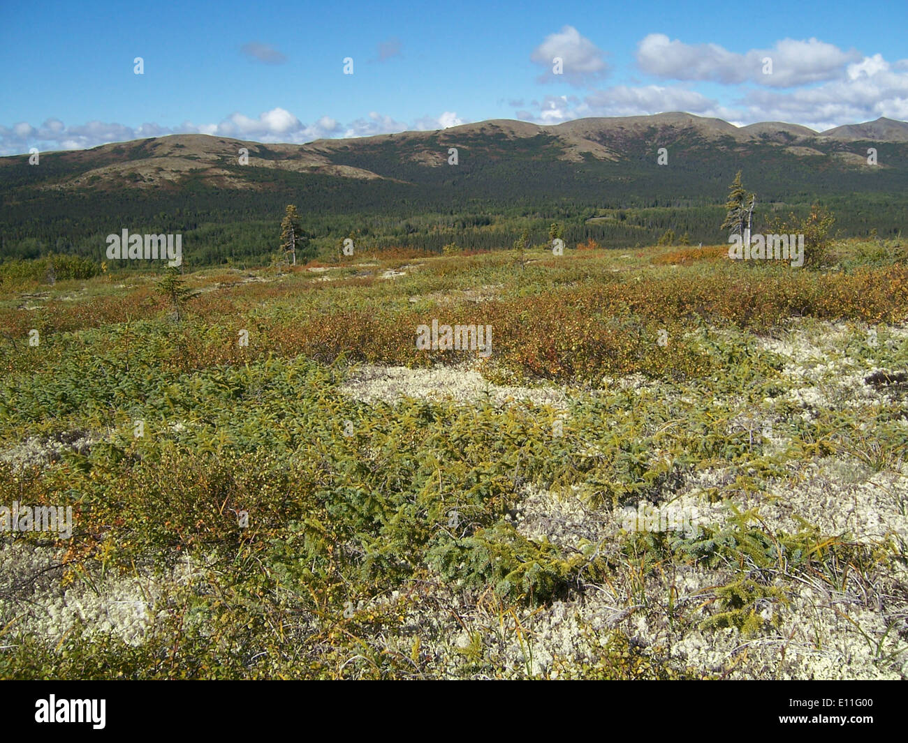 Dwarf spruce and birch trees thrive in Alaska's rugged mountain tundra ...