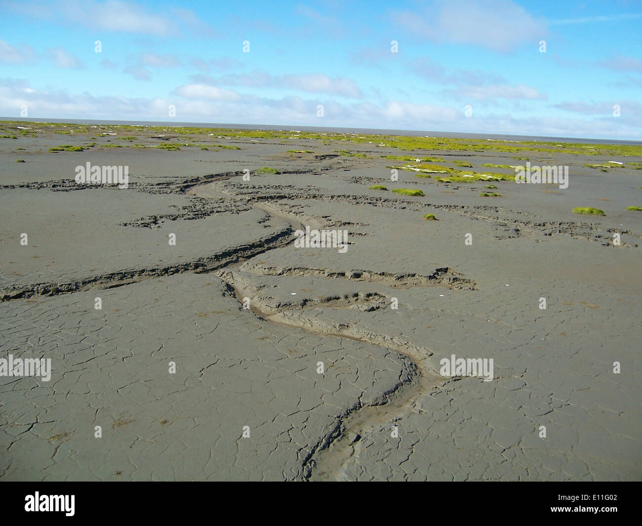 Mudflats in Alaska's coastal zone are vital ecosystems that support a ...