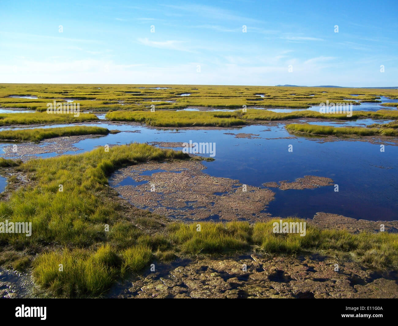 Sedge bogs in Alaska provide vital wetland habitats for migratory birds ...