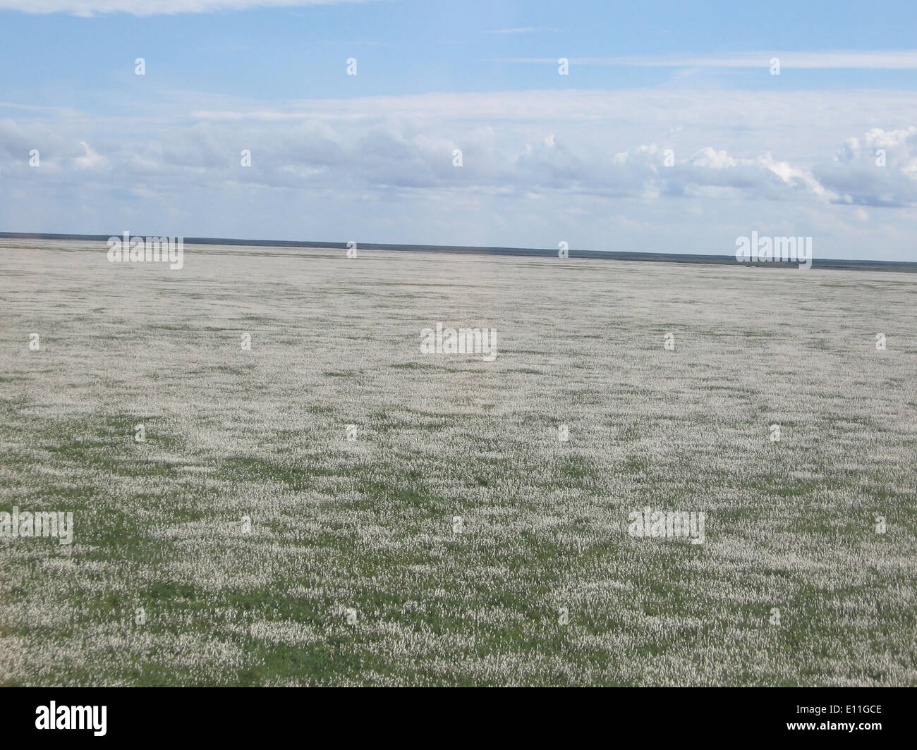 Cotton grass thrives in the tundra of Alaska, creating lush fields ...