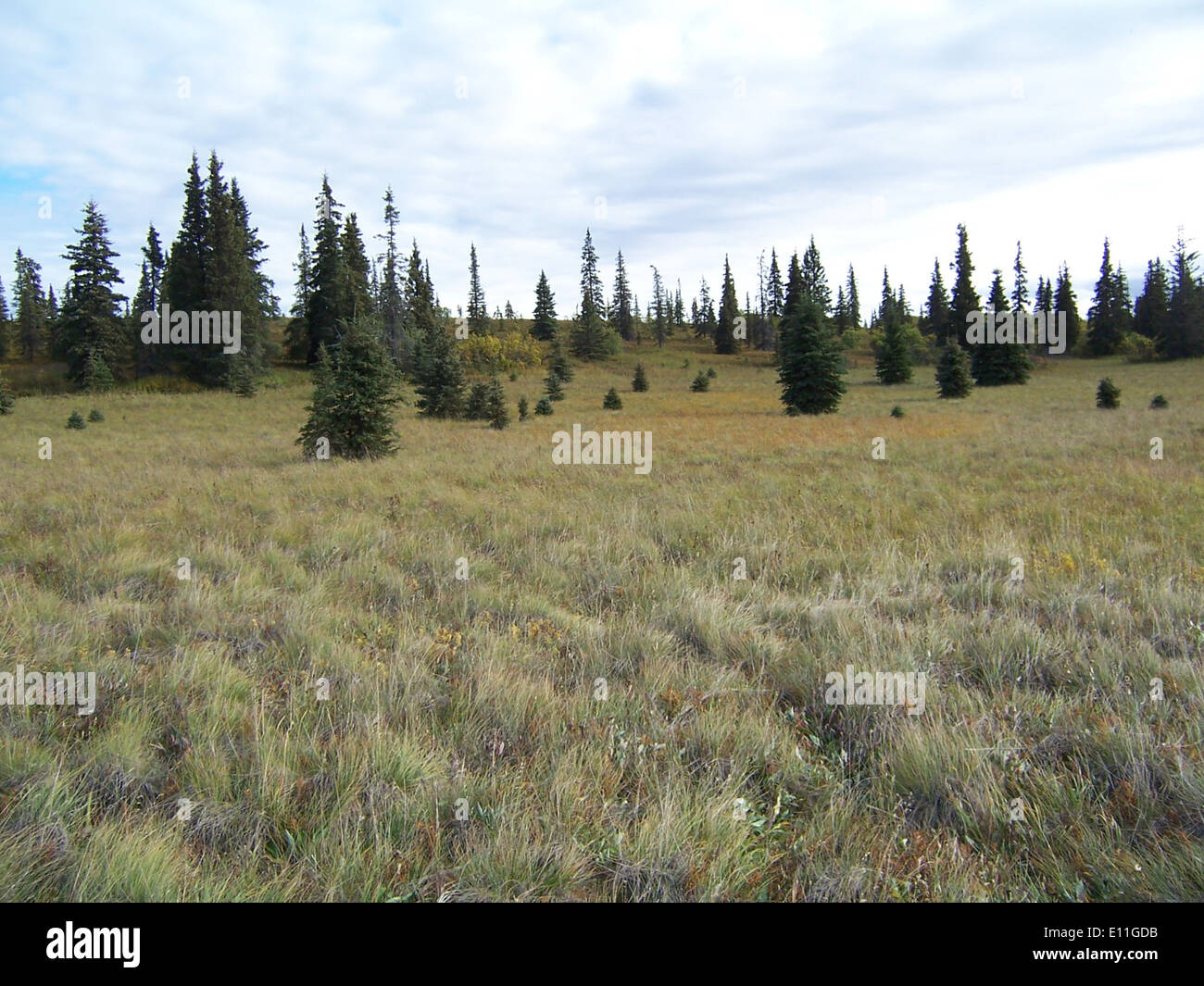 Tundra steppe habitat hi-res stock photography and images - Alamy