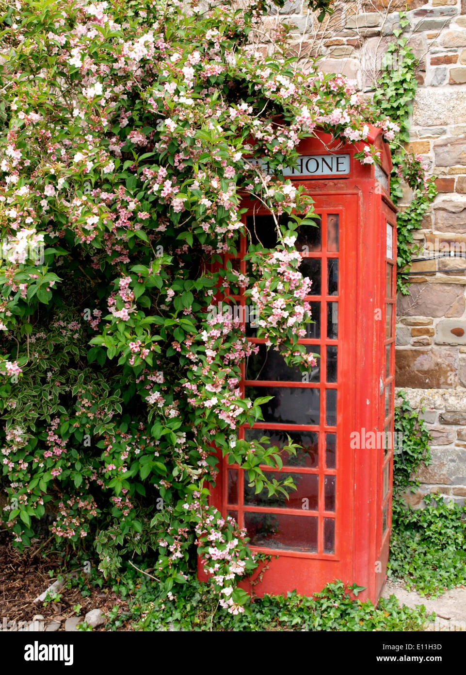 Overgrown red telephone box, Stratton, Cornwall, UK Stock Photo - Alamy