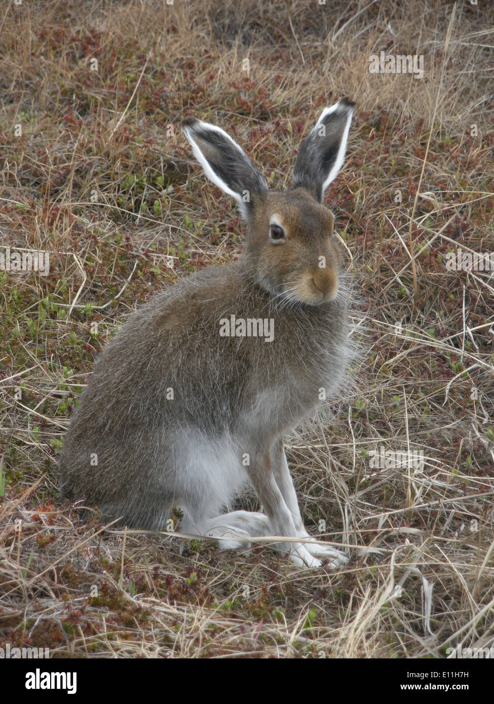 Tundra hare and alaska hi-res stock photography and images - Alamy