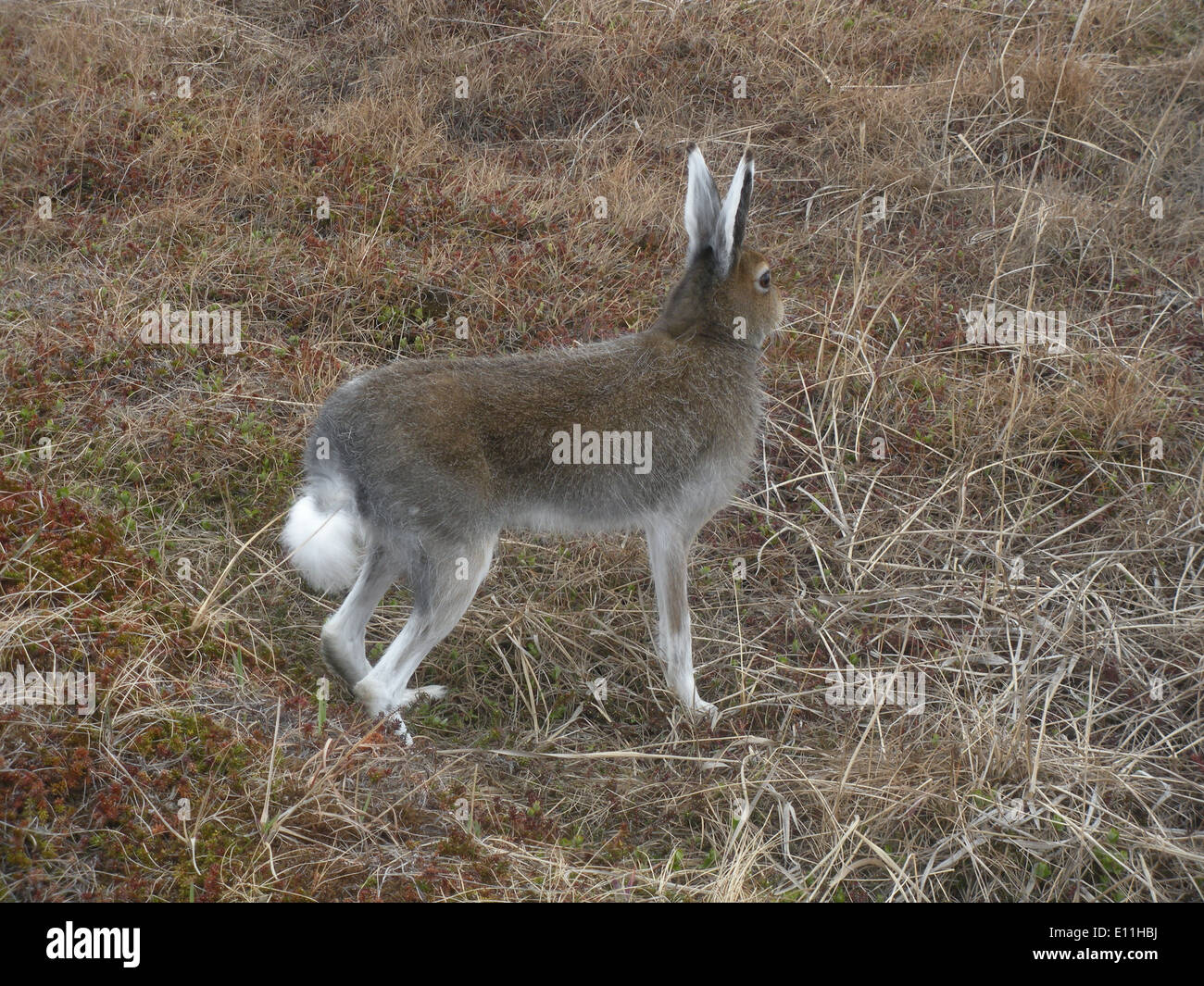 Tundra hare...look at those legs! Stock Photo - Alamy