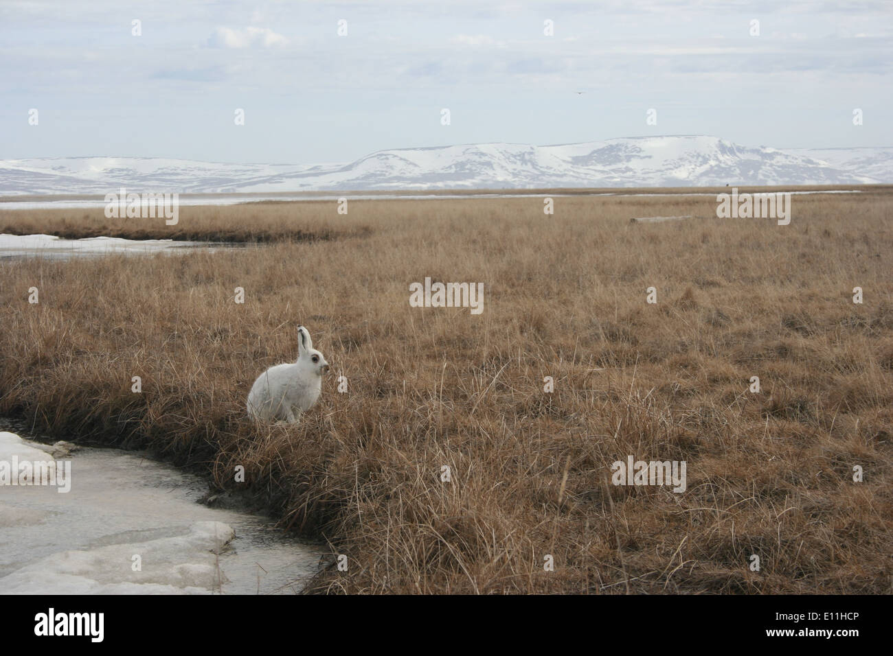 The tundra hare, a mammal adapted to cold environments, is seen in ...