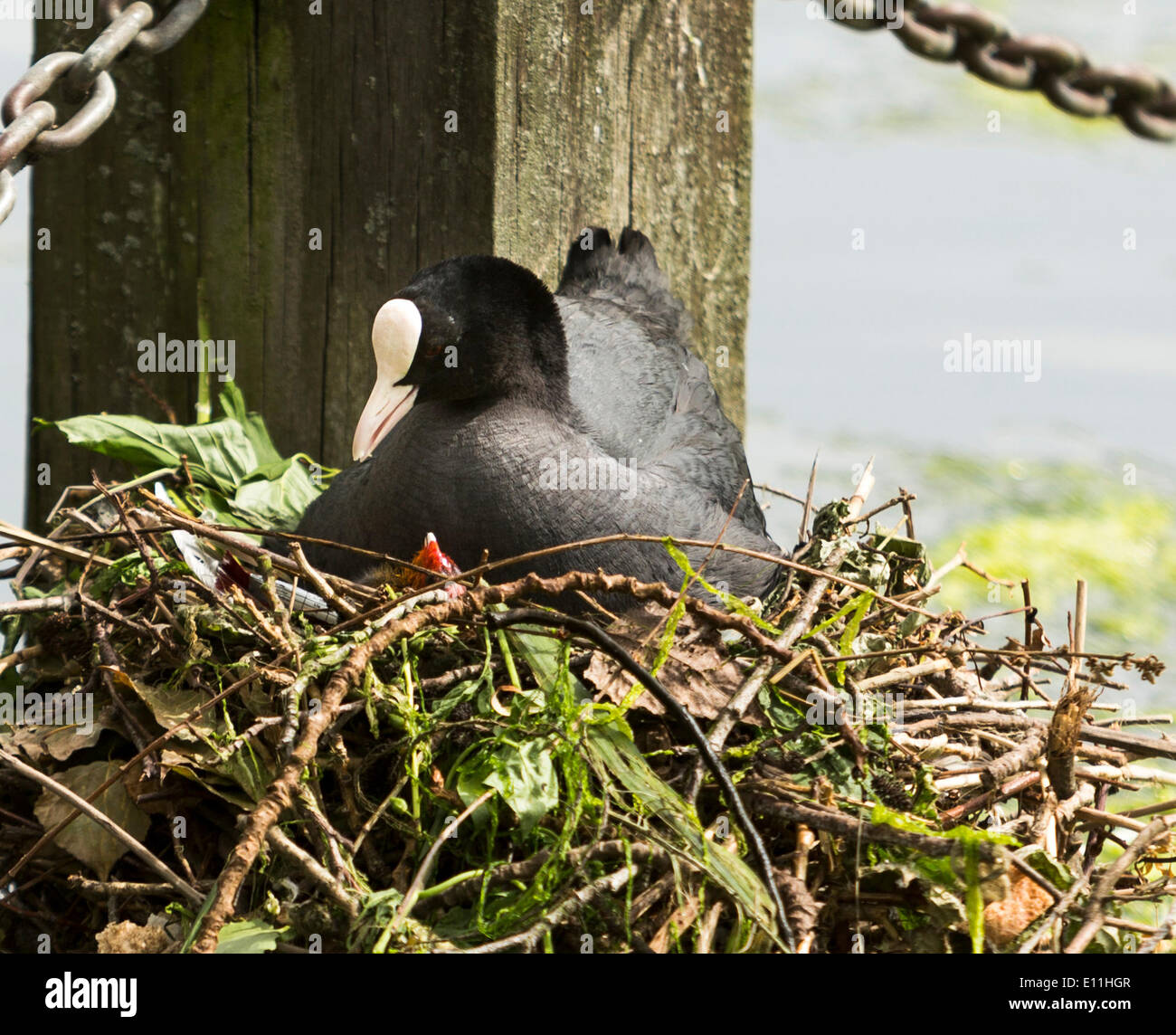 London, UK. 21st May, 2014. Coot on its nest in Hyde Park, London, UK ...