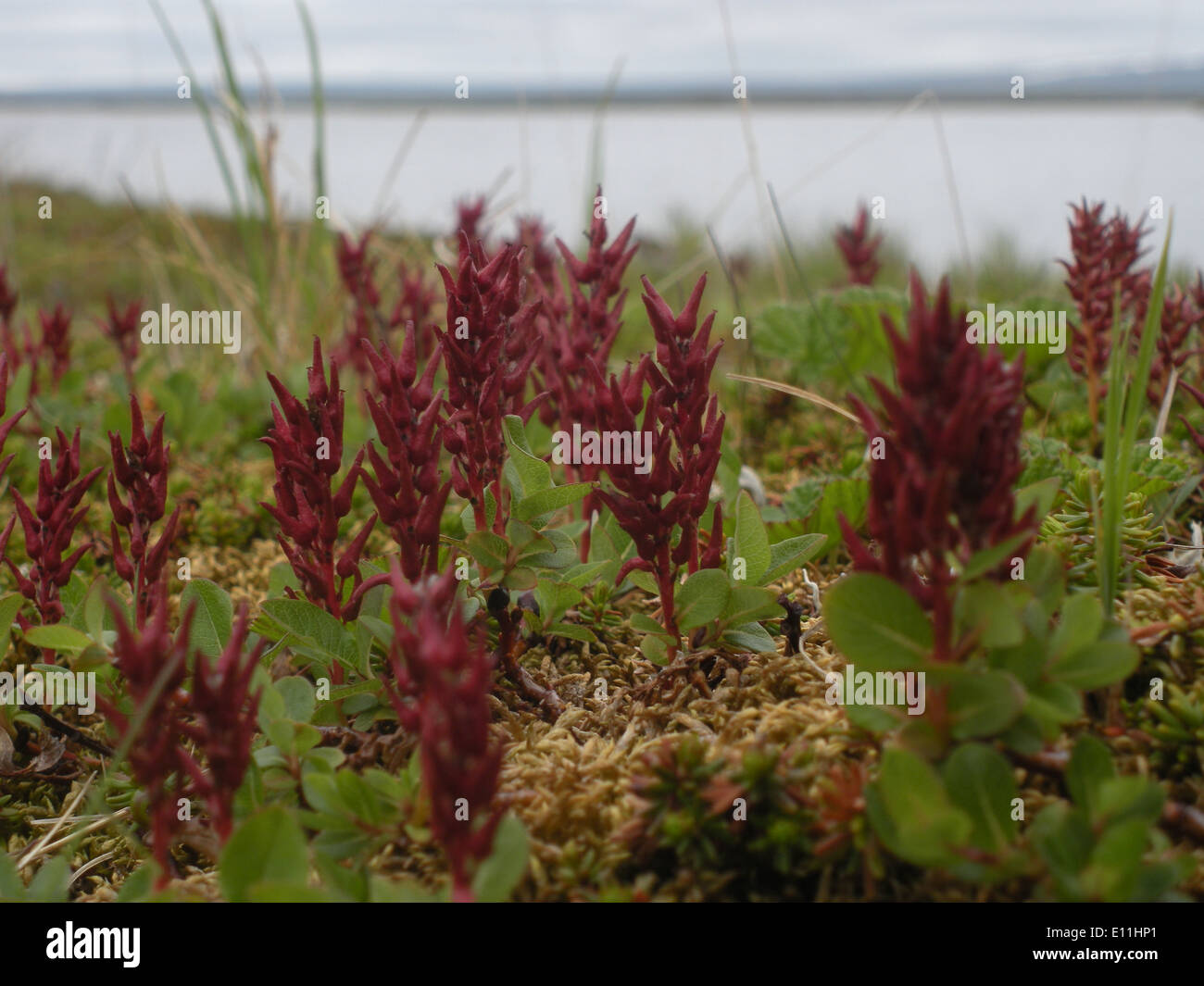 Dwarf willow spp Stock Photo - Alamy