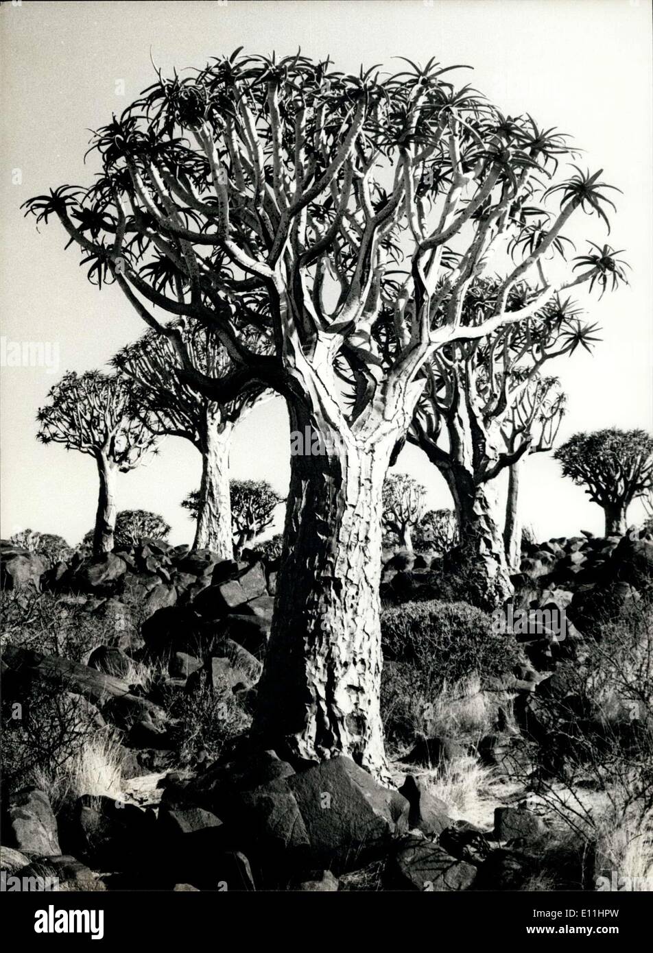 Jun. 12, 1978 - Koker-trees: one of the landmarks of southern Africa ...