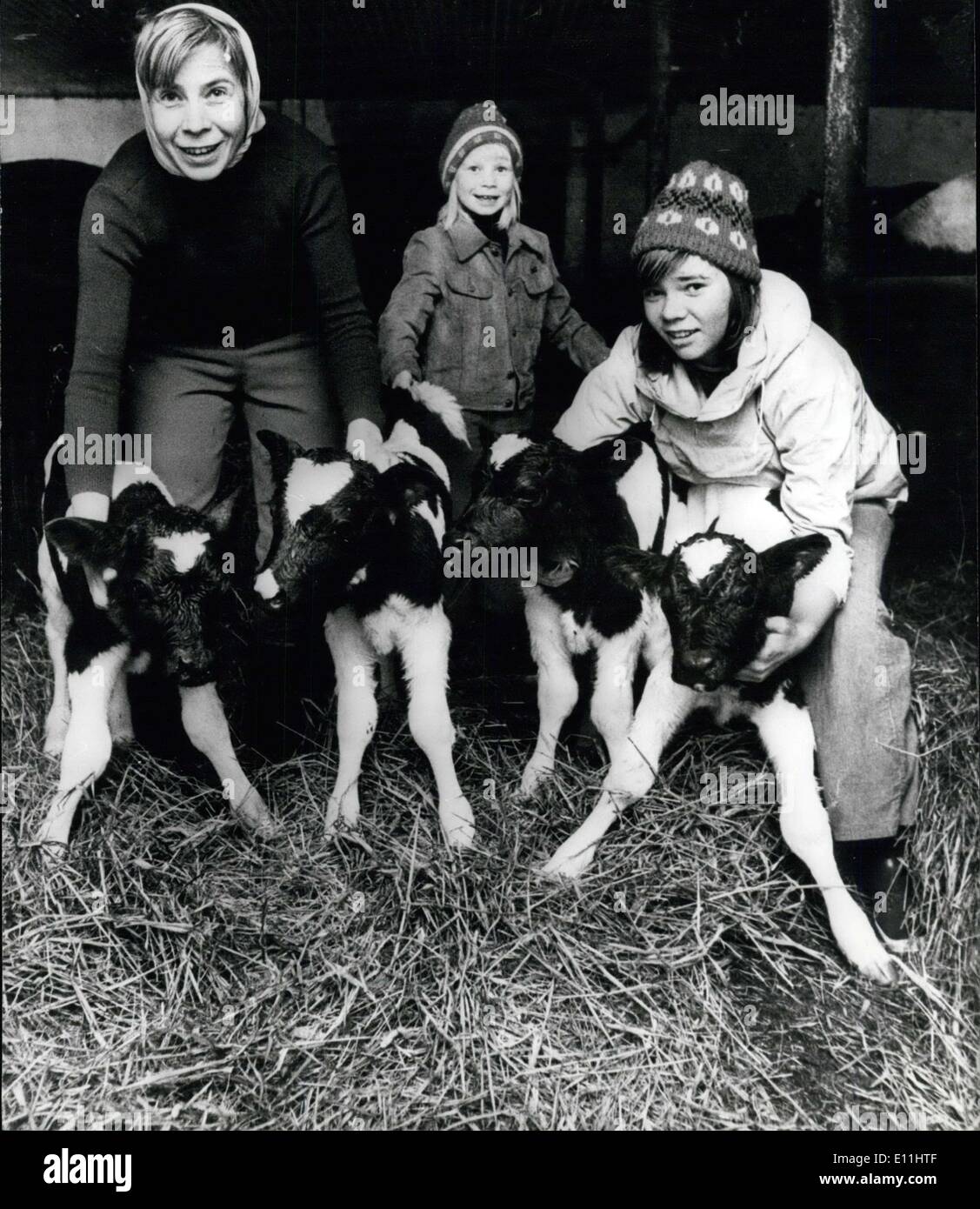 Jun. 26, 1978 - Cow Gives Birth To Quads To have a cow give birth to ...