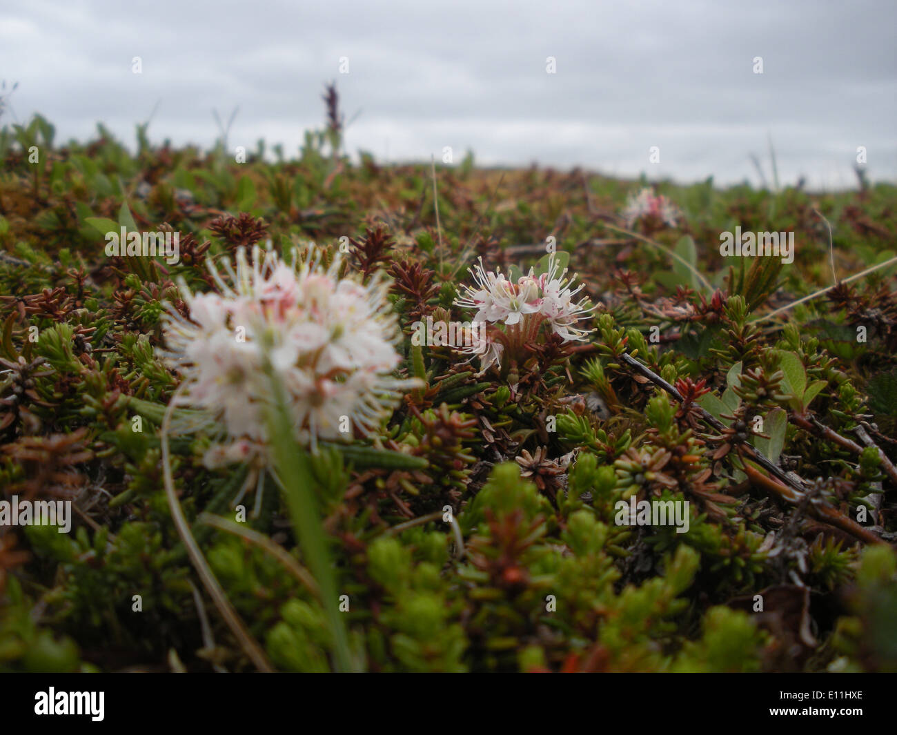 Labrador tea plant hi-res stock photography and images - Alamy