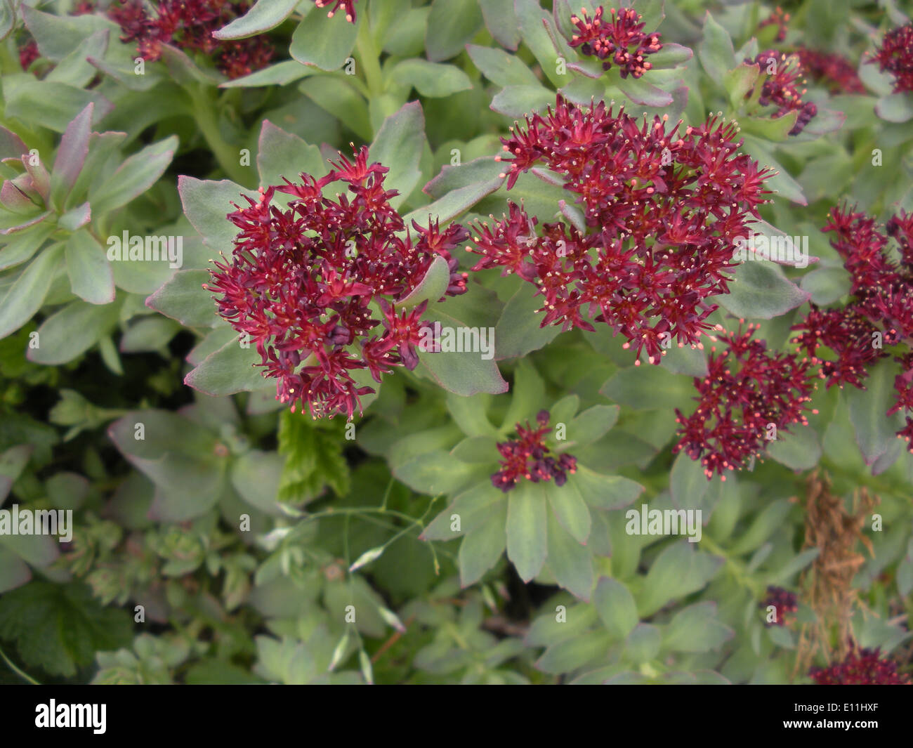 Sedum rosea, a flowering plant native to Alaska, blooms during the ...