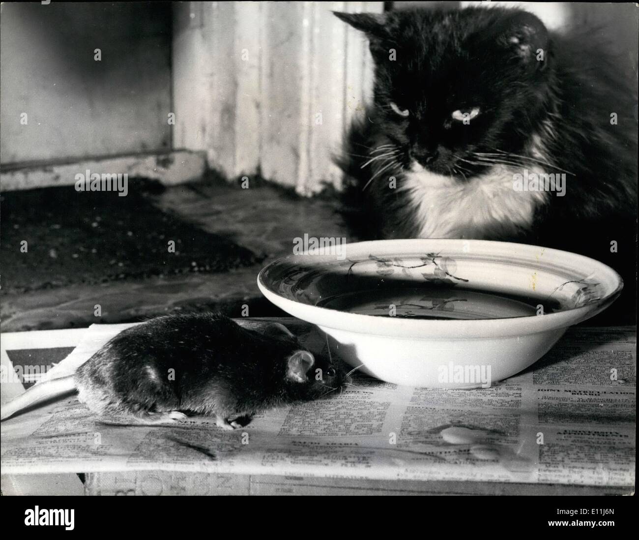 Jul. 07, 1978 - Who Nicked The Cream?: This is one question Kim the cat ...