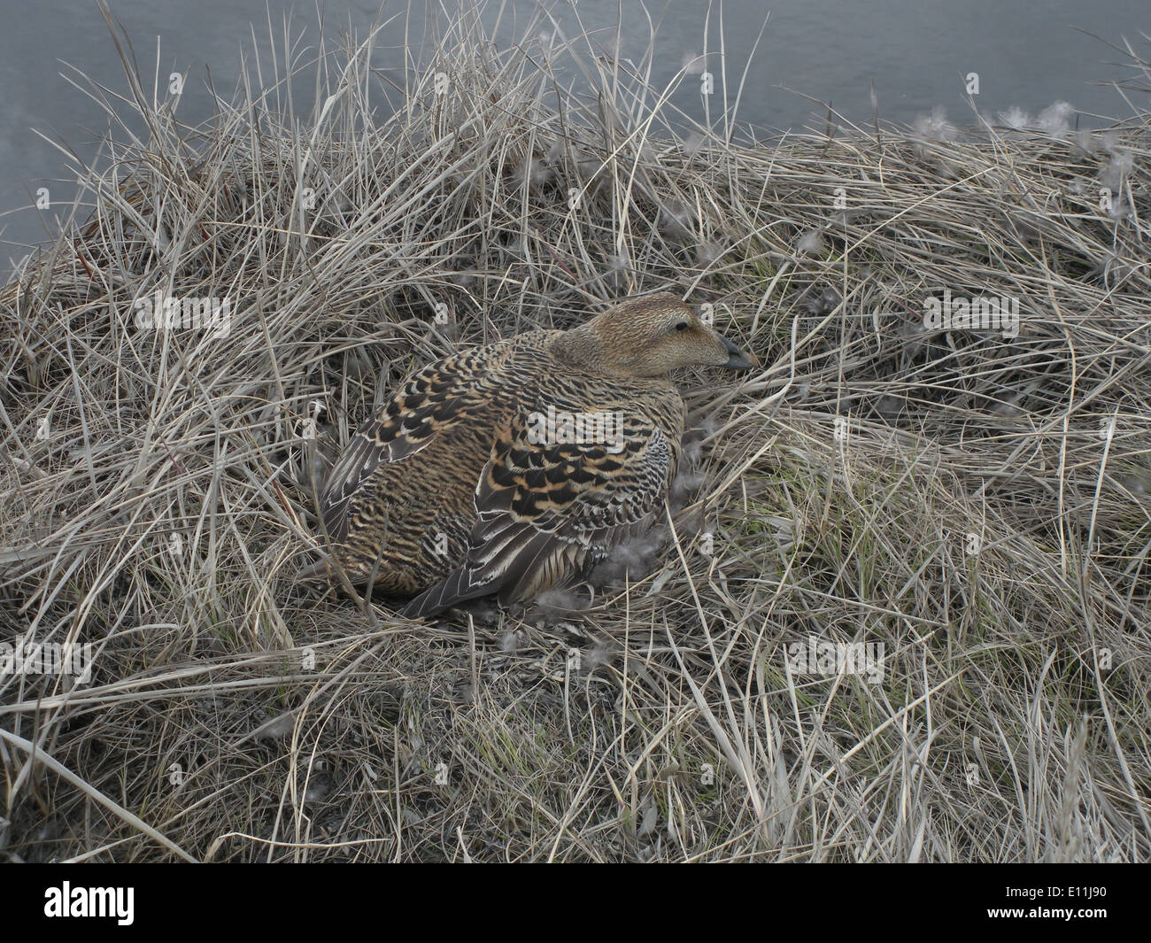 Common eider species sea hi-res stock photography and images - Alamy