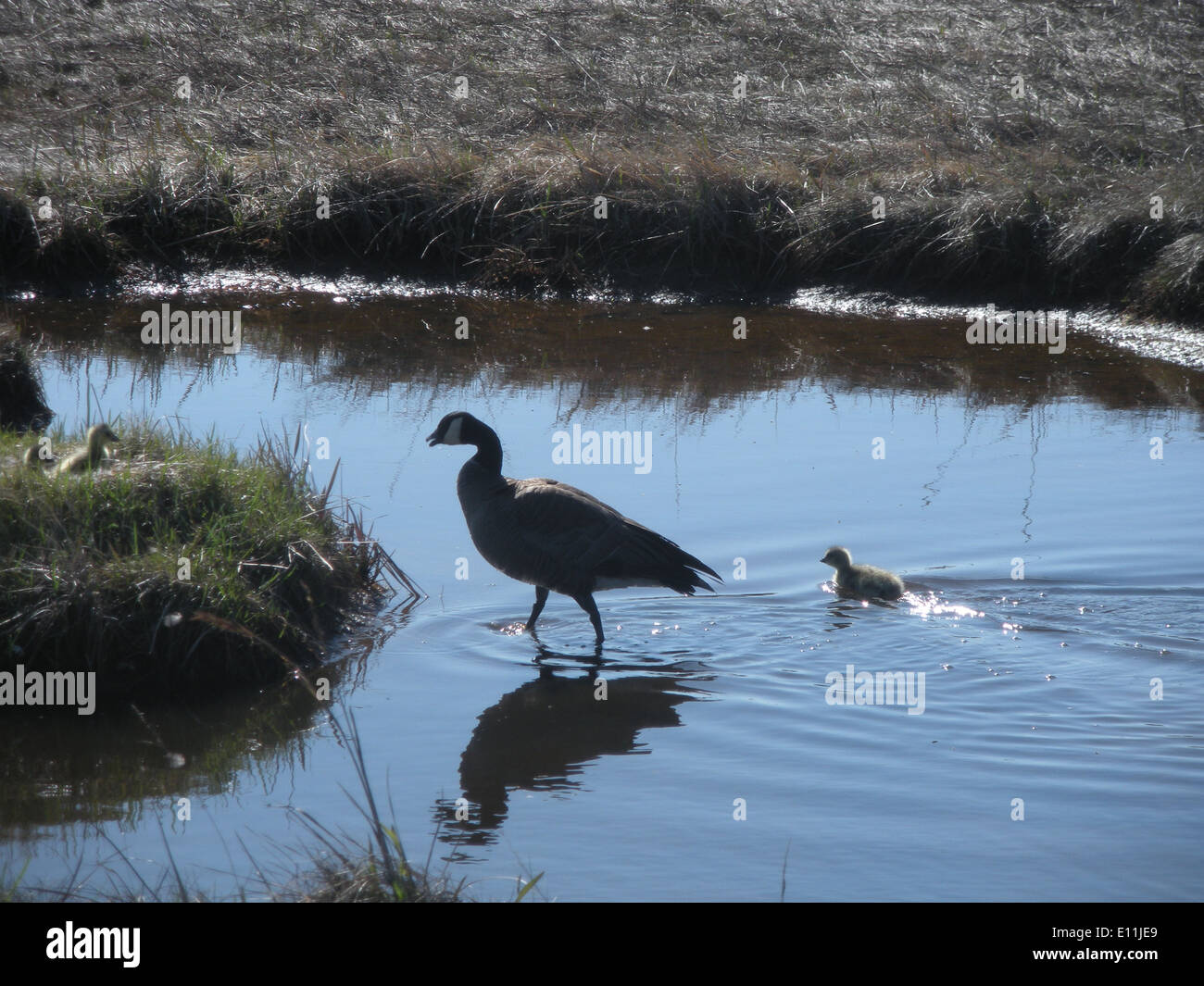 A Cackling Goose and its newly hatched goslings in Alaska during summer ...