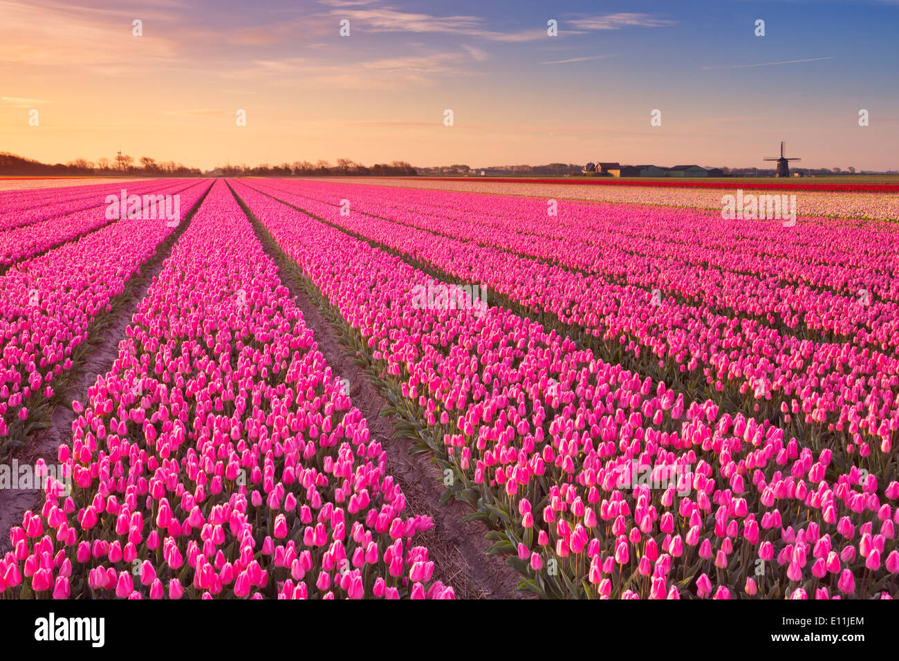 Netherlands windmill tulip hi-res stock photography and images - Alamy