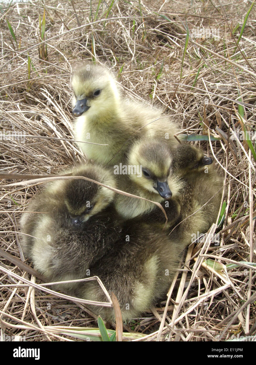 Cackler hi-res stock photography and images - Alamy