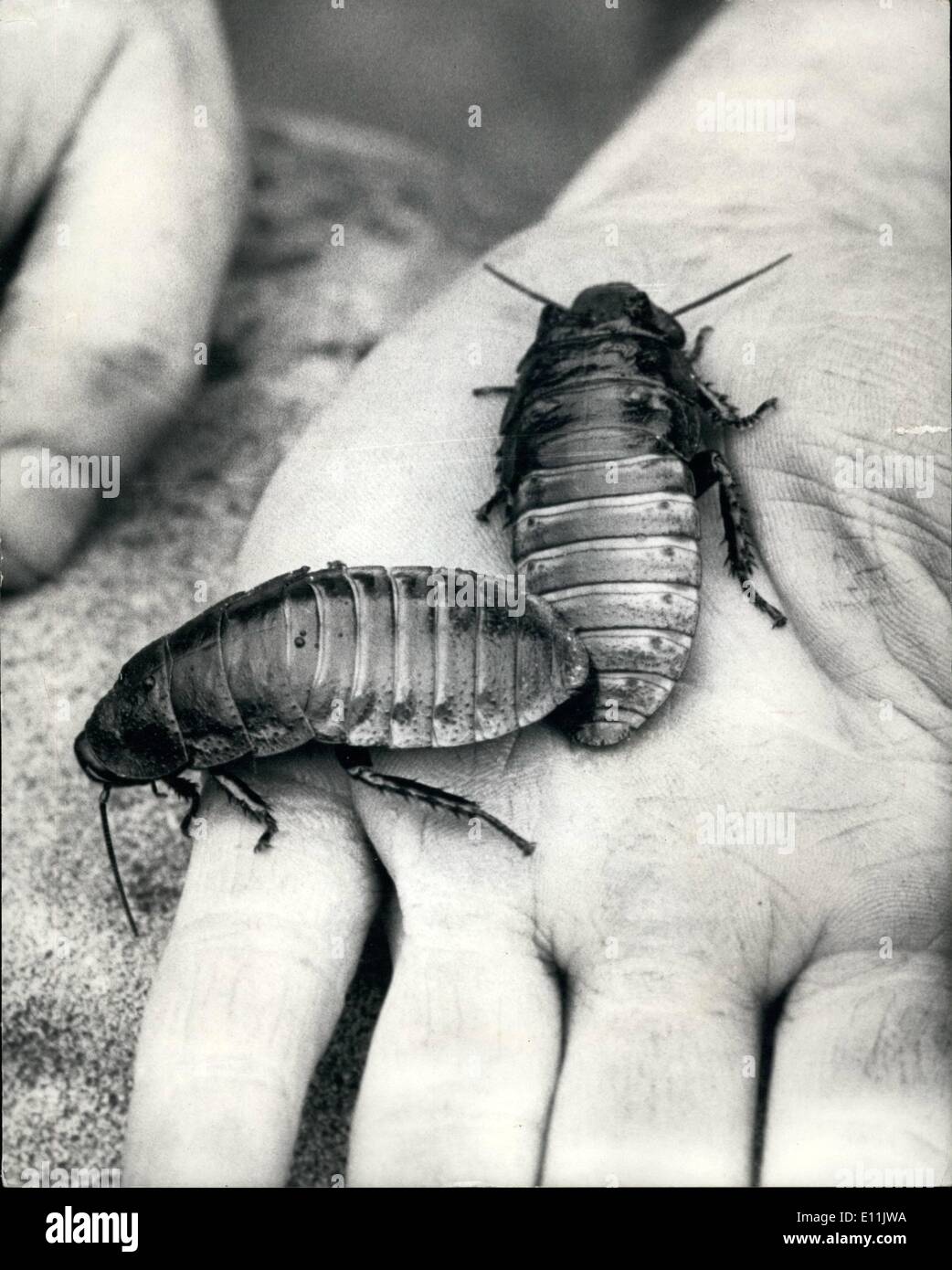 Giant Cockroach Monster
