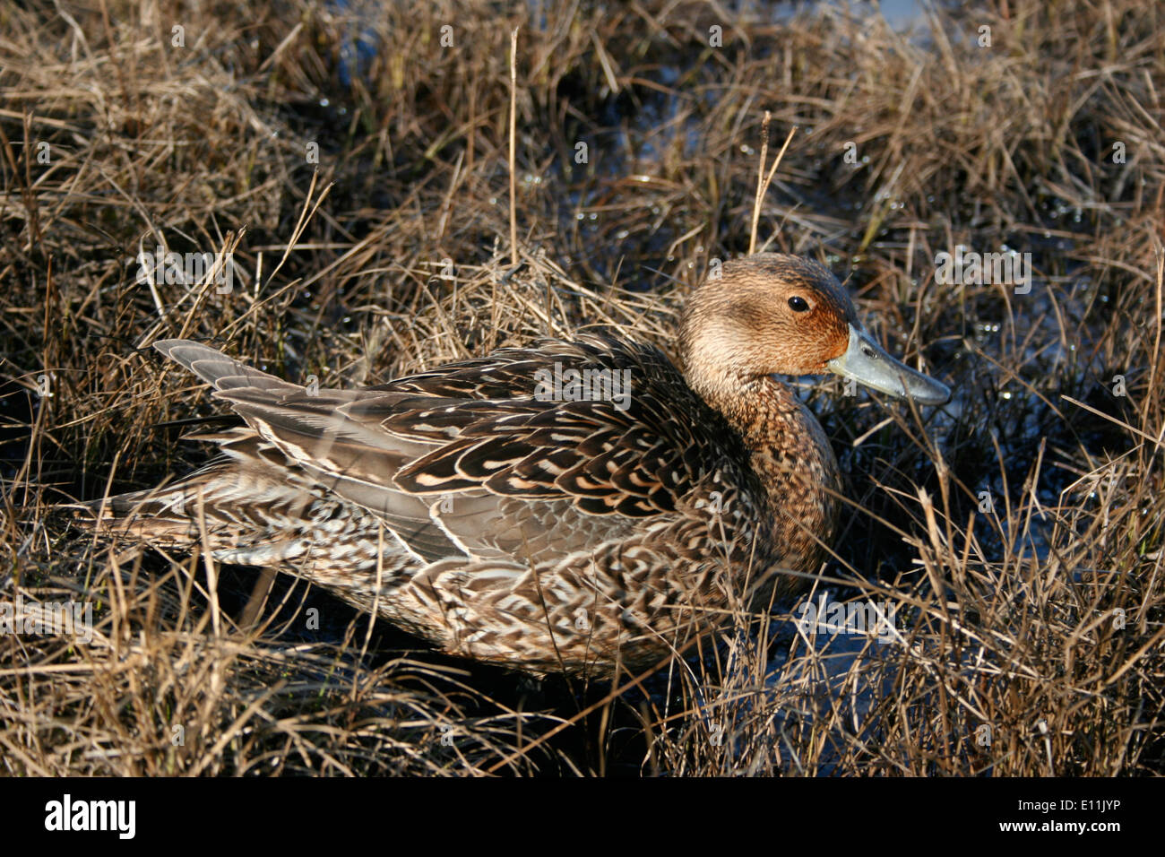 A female pintail, a type of waterfowl, displays her characteristic ...